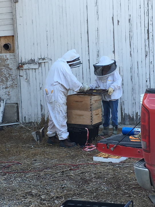 Bees Nest? Mighty Mowers Can Help!